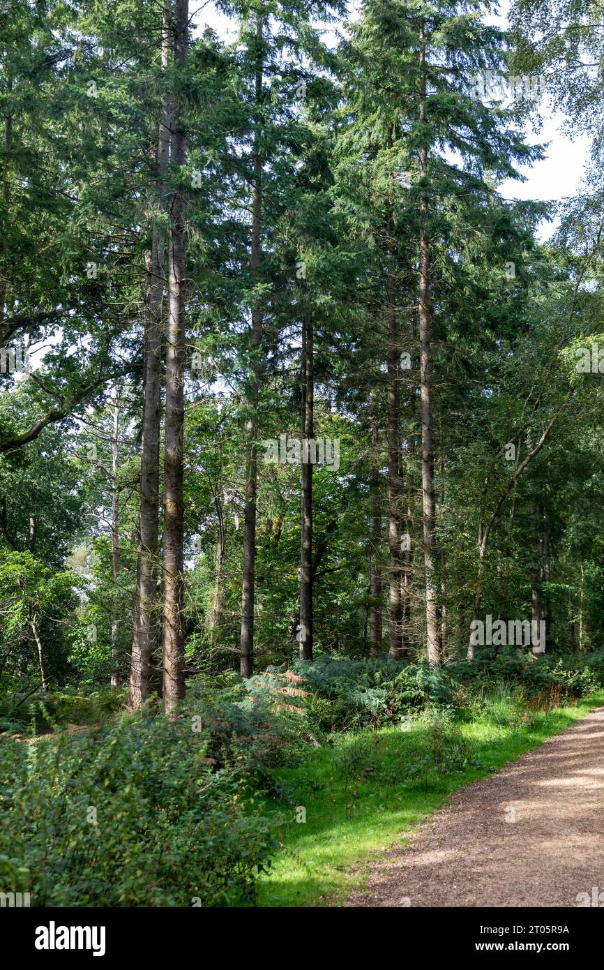 Wilverley Inclosure walking trail, a circular route through the woods ...