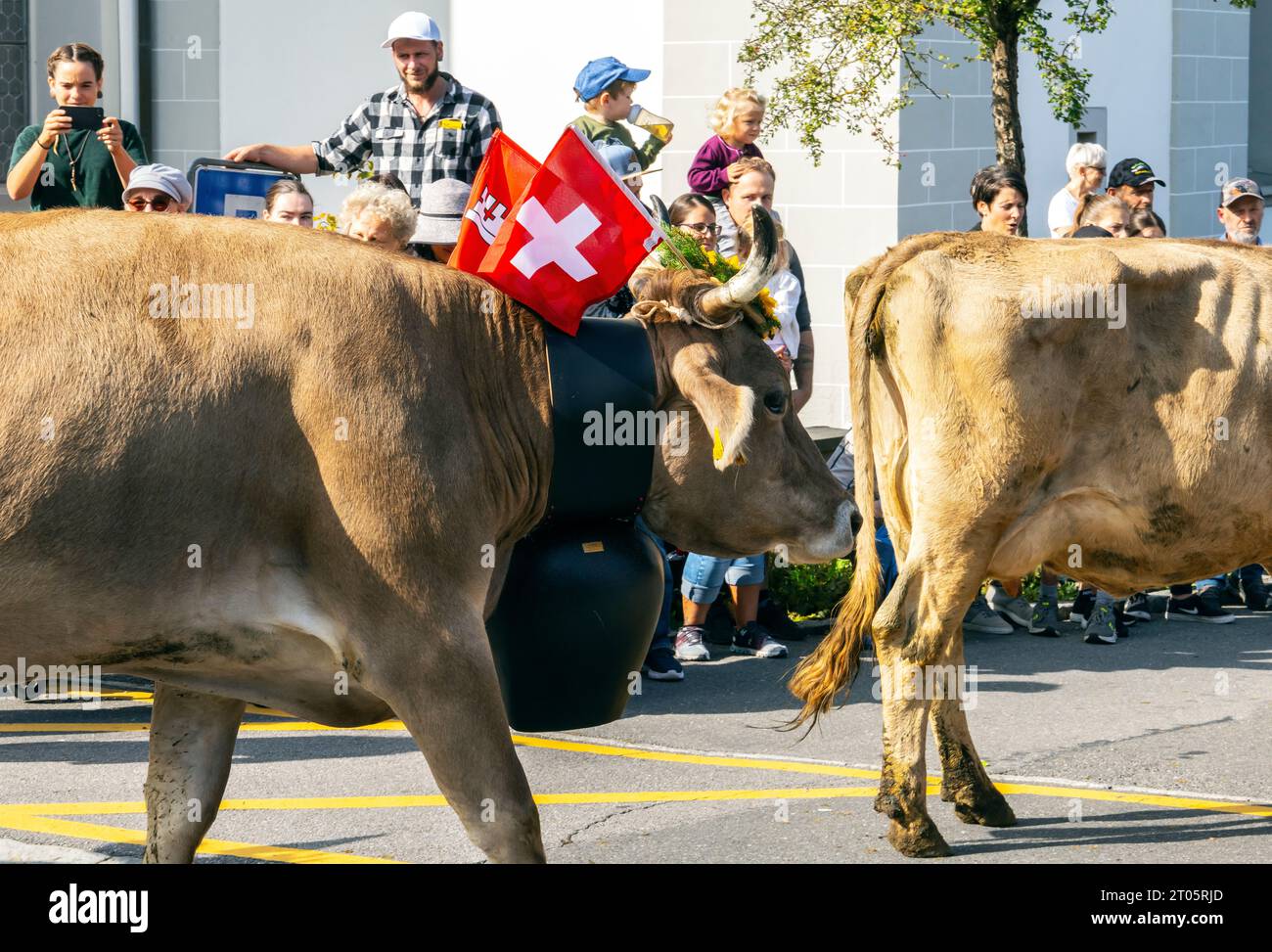 Cows dressed for the occasion, descend from the alpine pastures to the ...