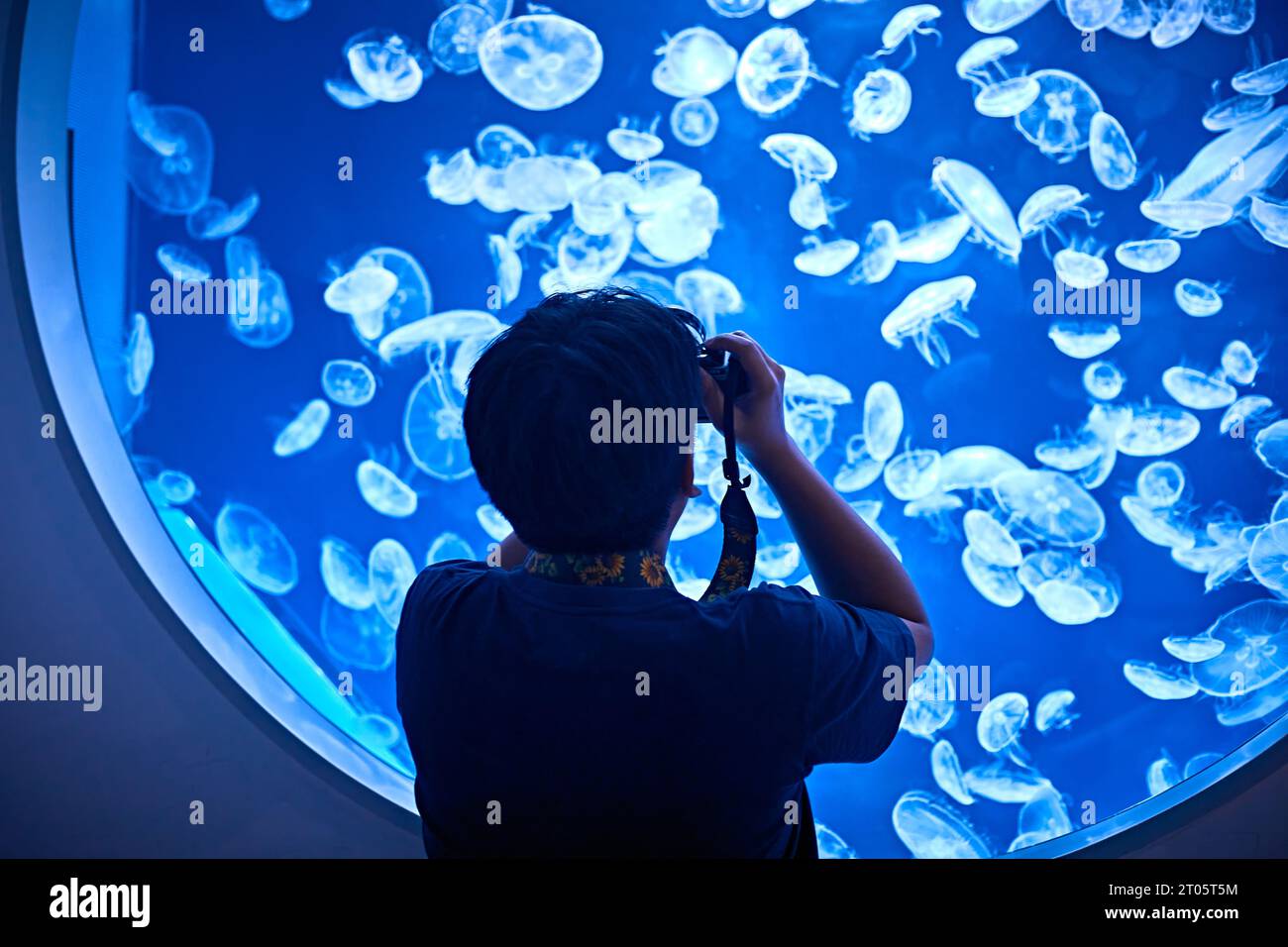 Silhouette of a young person looking at a smack of jellyfish swimming ...