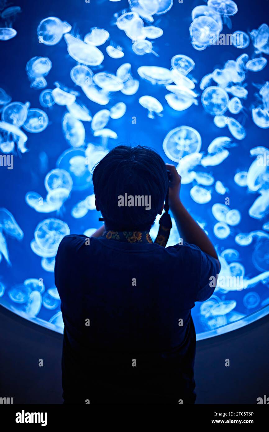 Silhouette of a young person looking at a smack of jellyfish swimming ...