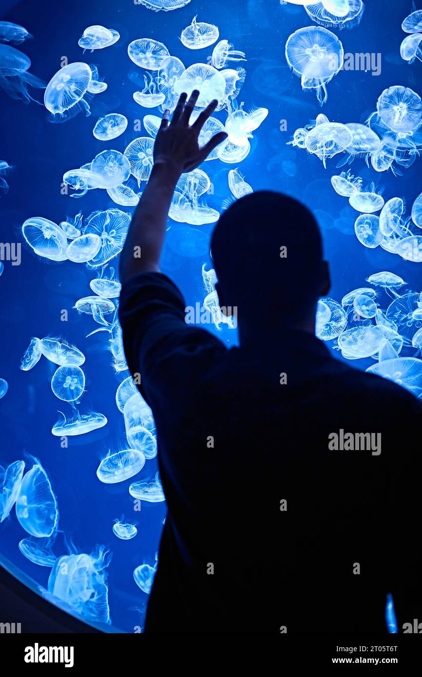 Silhouette of a young person looking at a smack of jellyfish swimming ...