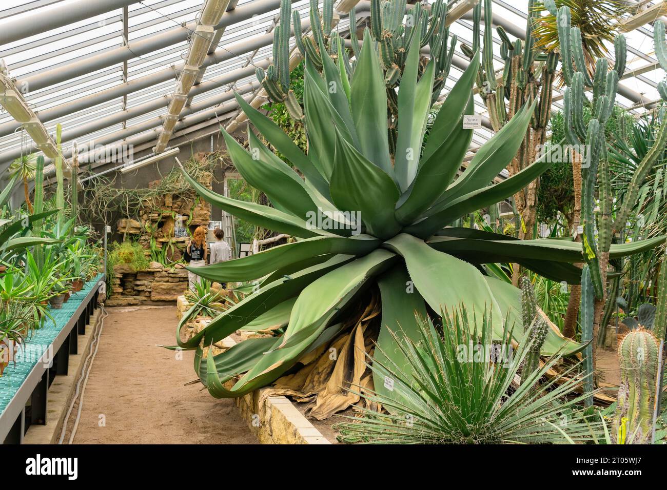 Saint Petersburg, Russia - August 02, 2023: interior of a greenhouse of ...