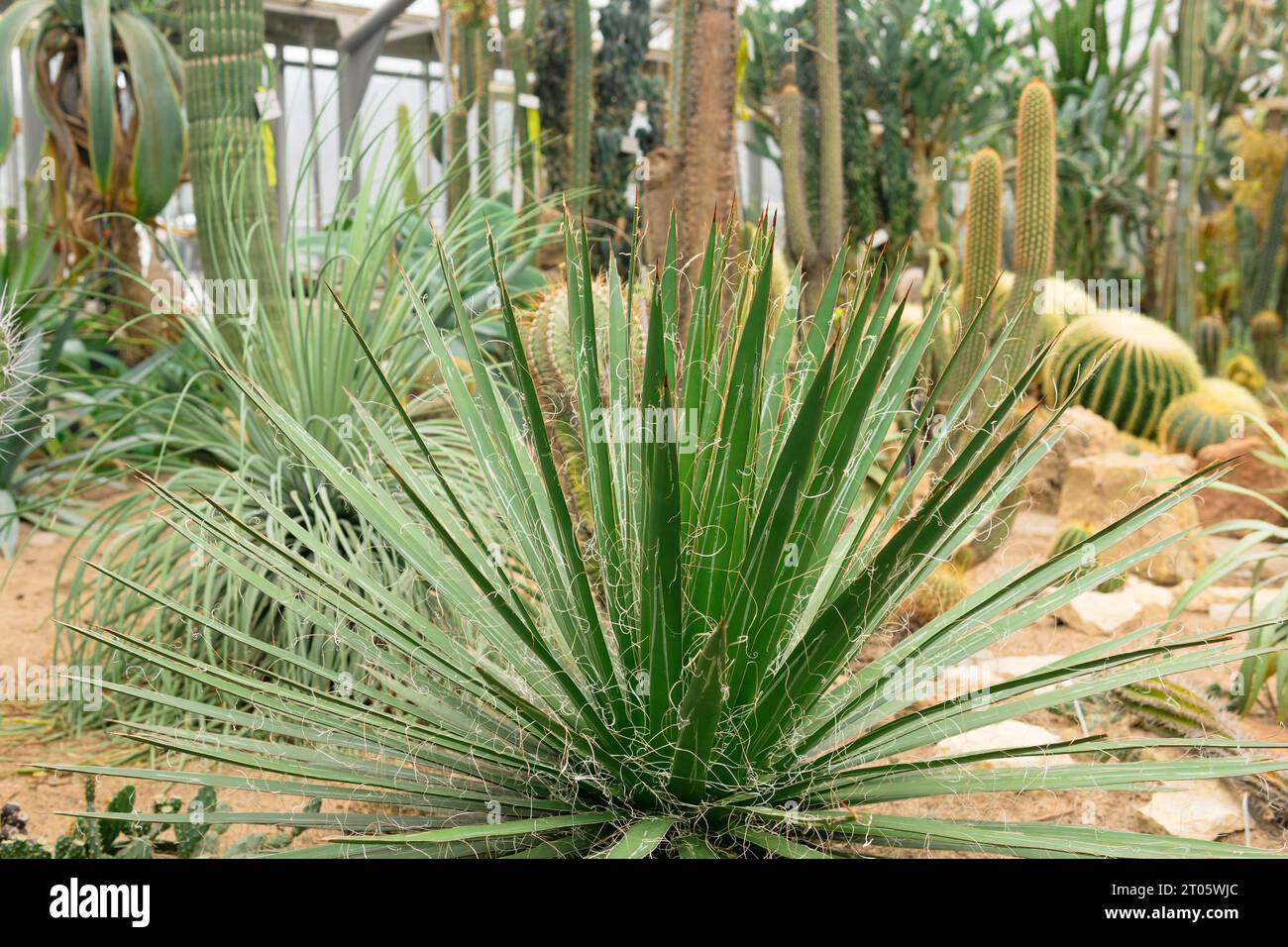 agave on a background of a large collection of cacti and succulents in ...