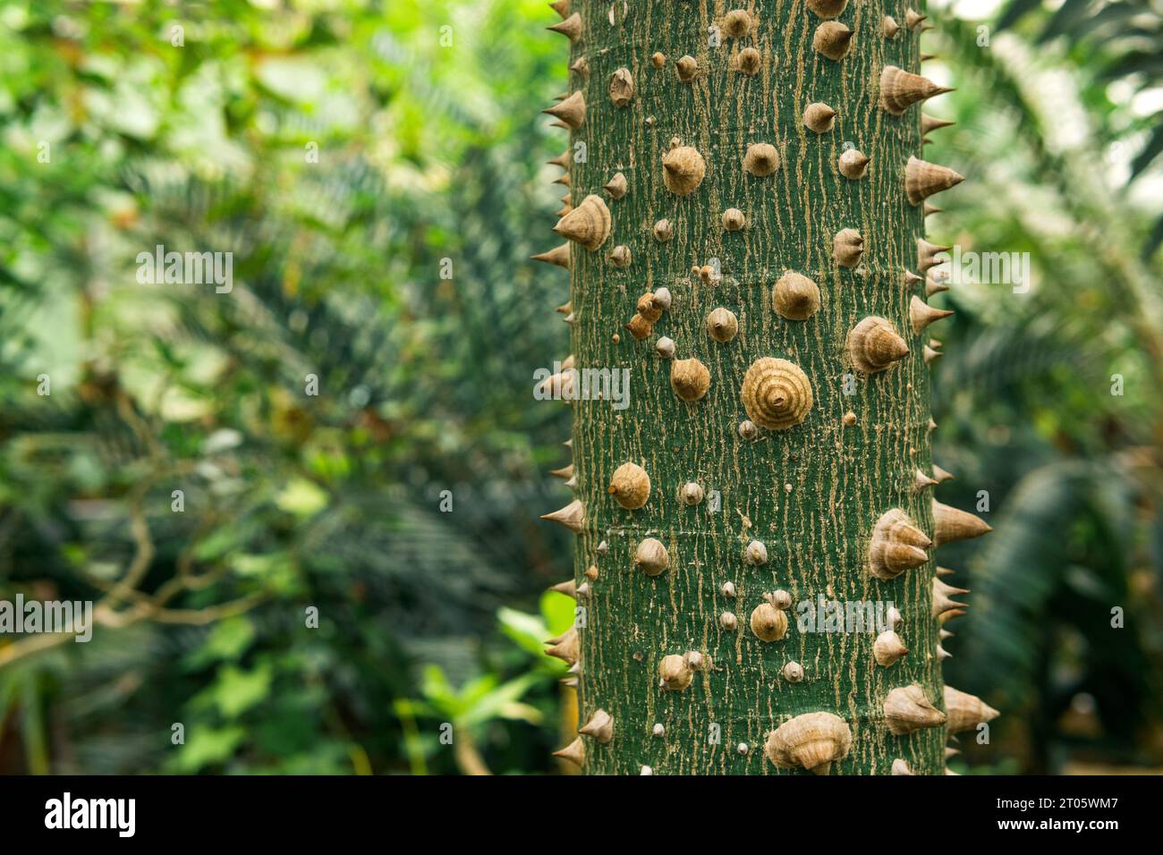 trunk of silk floss tree Ceiba speciosa covered with thorns, on a ...