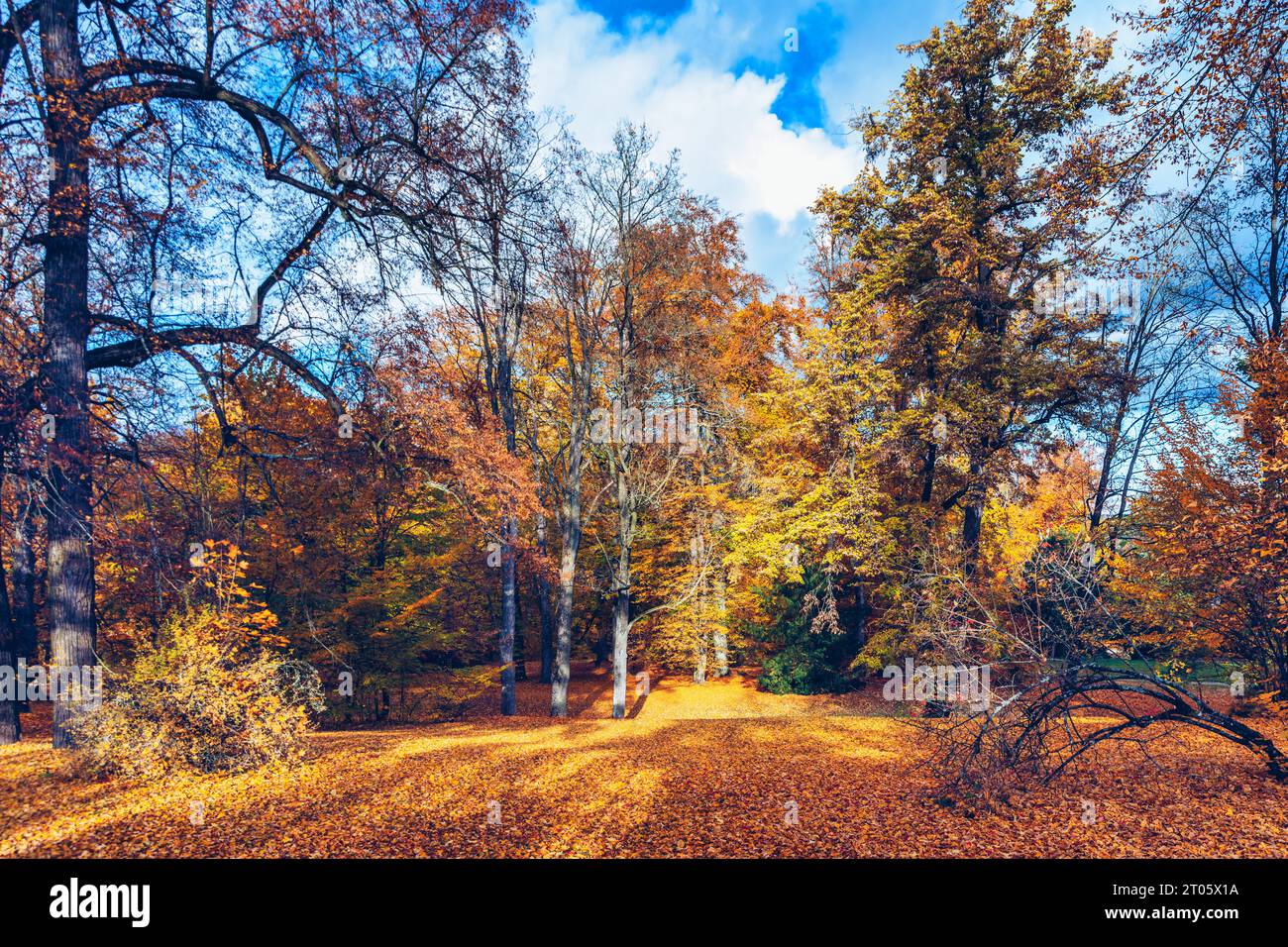 Golden autumn scene in a park, with falling leaves, the sun shining ...