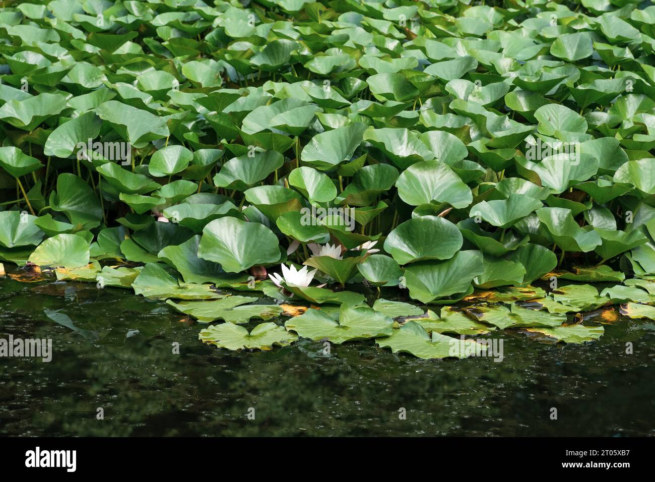lotus leaves completely cover the surface of the water, pure flowers ...