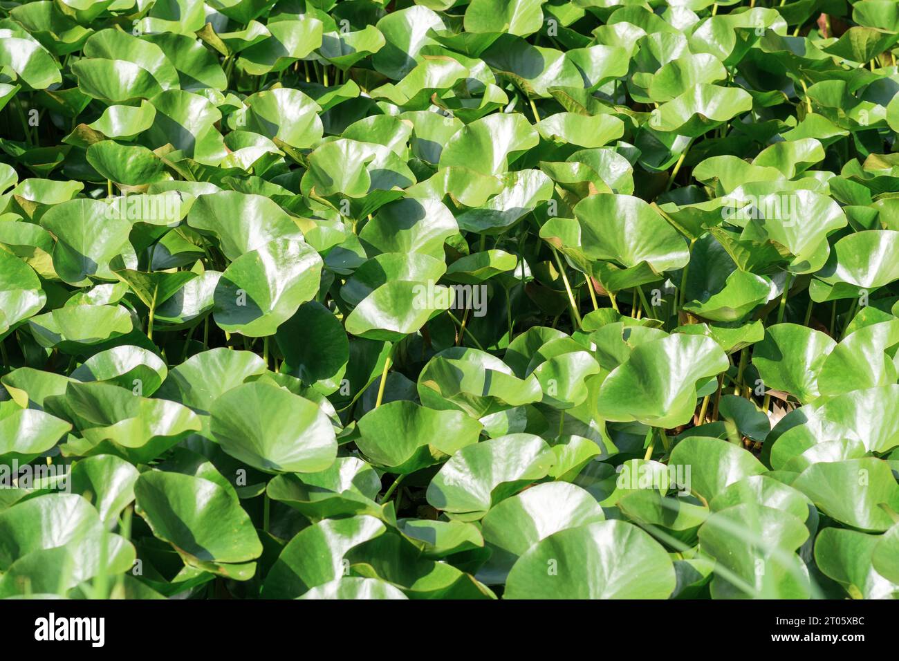 landscape: lotus leaves completely cover the surface of the water Stock ...