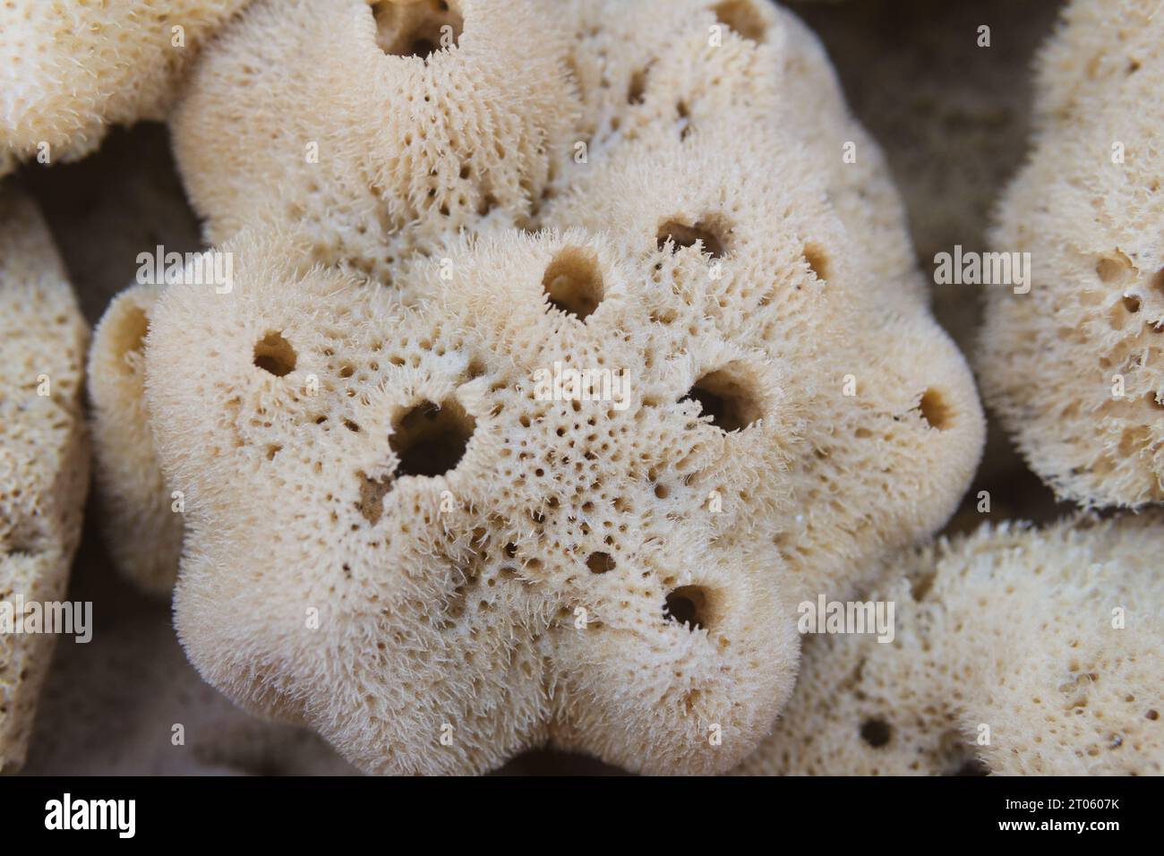 Sponge from the sea hi-res stock photography and images - Alamy