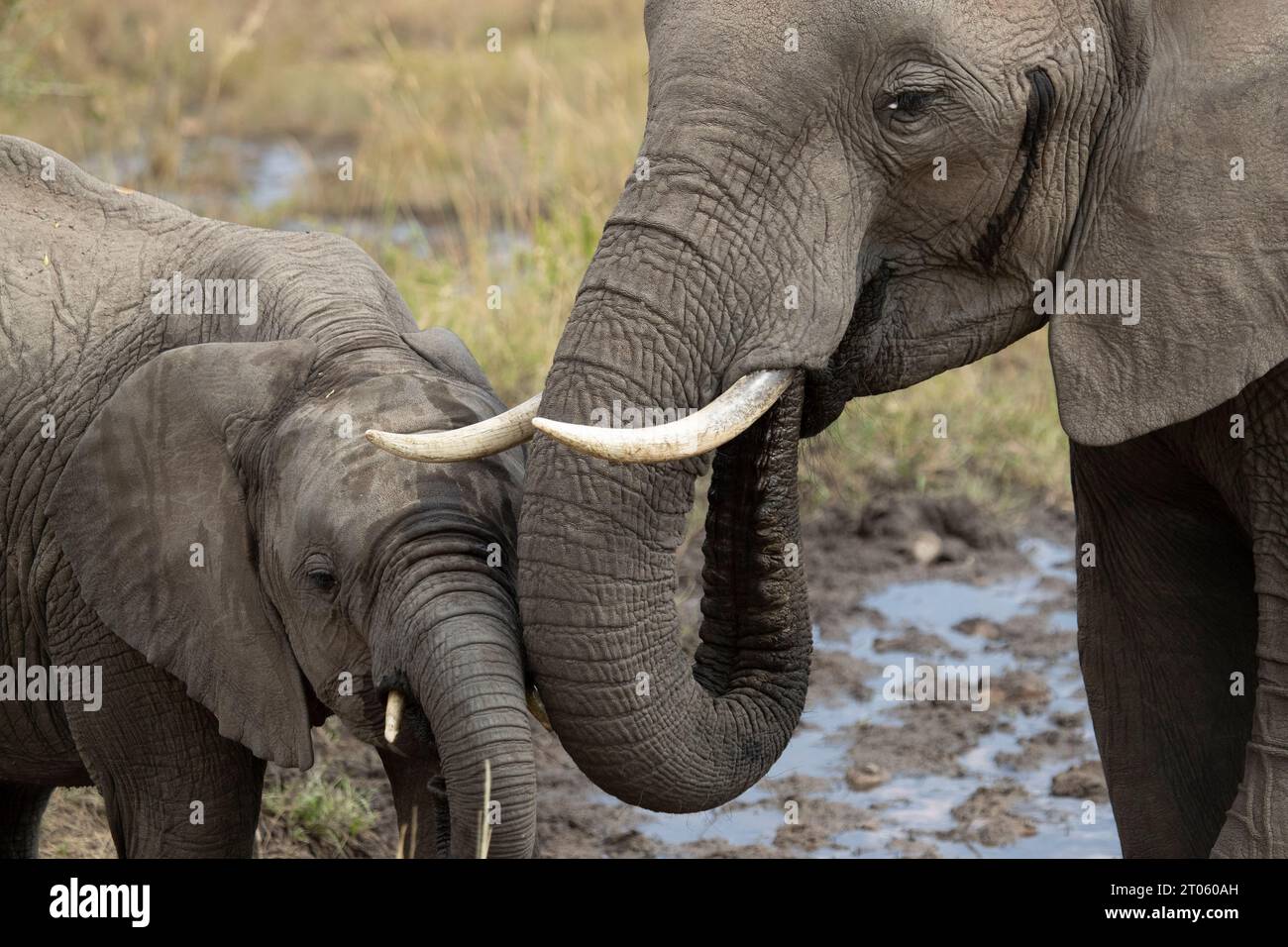 Mother and cub of African savanna elephant drinking water from an ...
