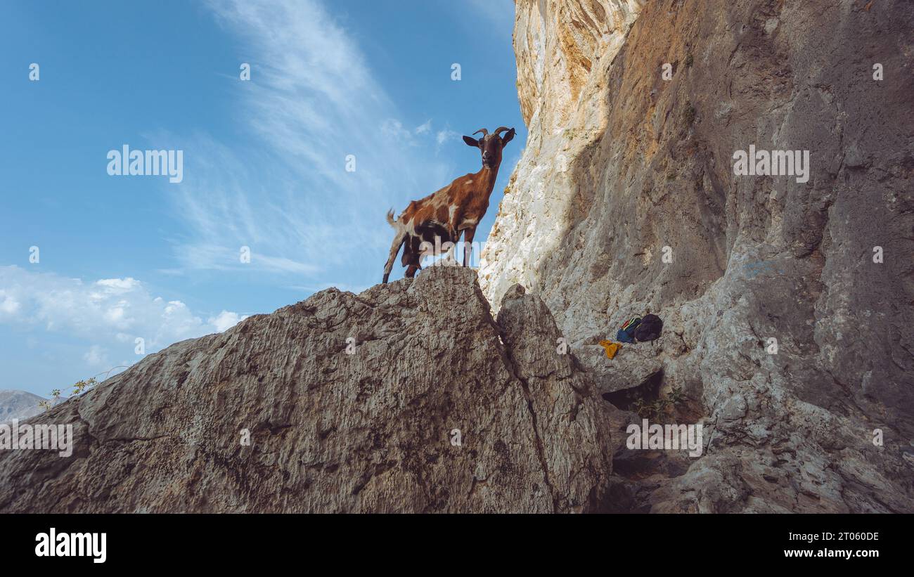 Wide angle view of goat in Kalymnos island Stock Photo - Alamy