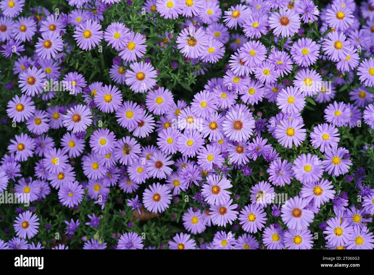Symphyotrichum dumosum (Aster dumosus) beautiful blue autumn flowers ...