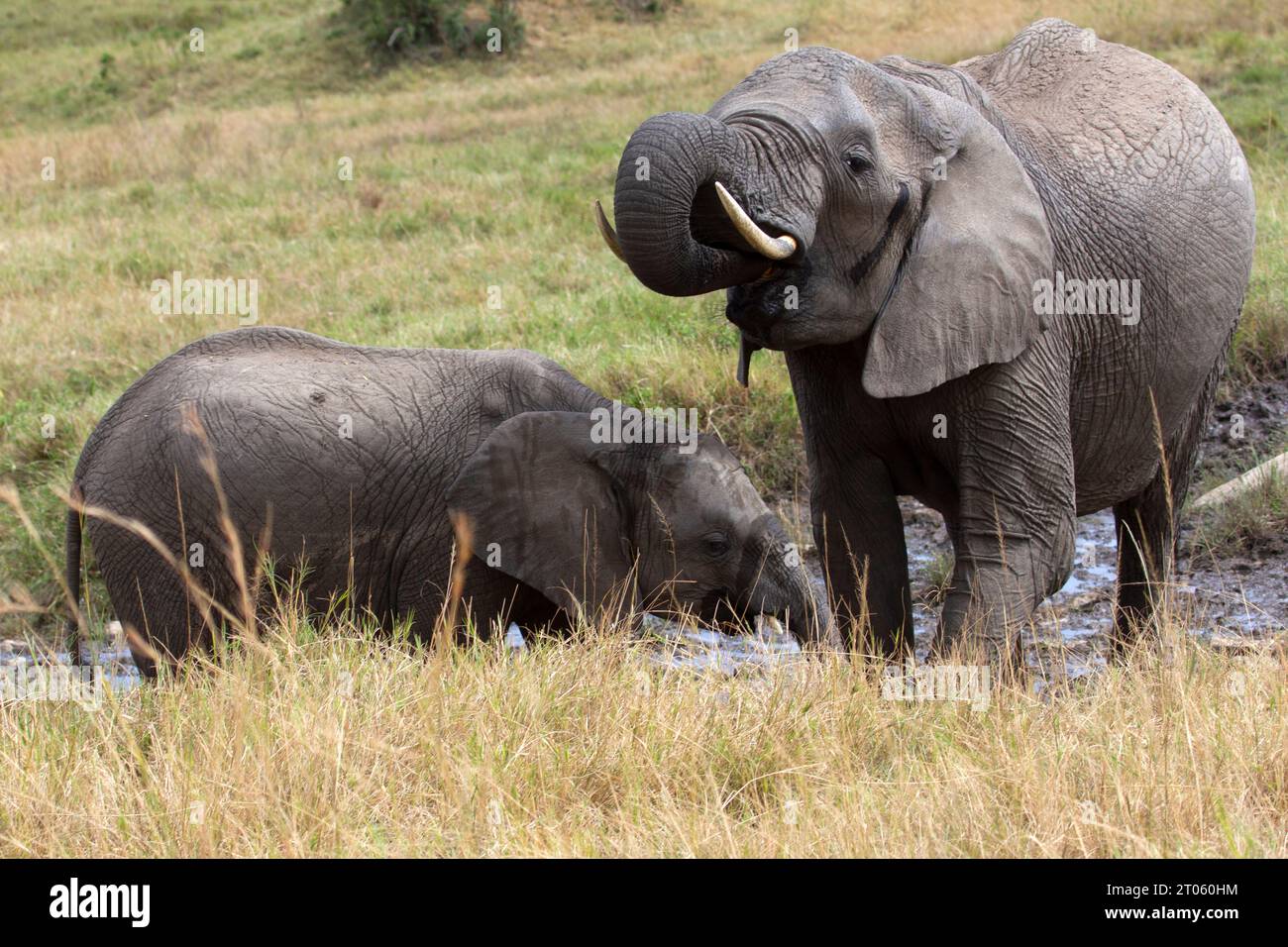 Mother and cub of African savanna elephant drinking water from an ...