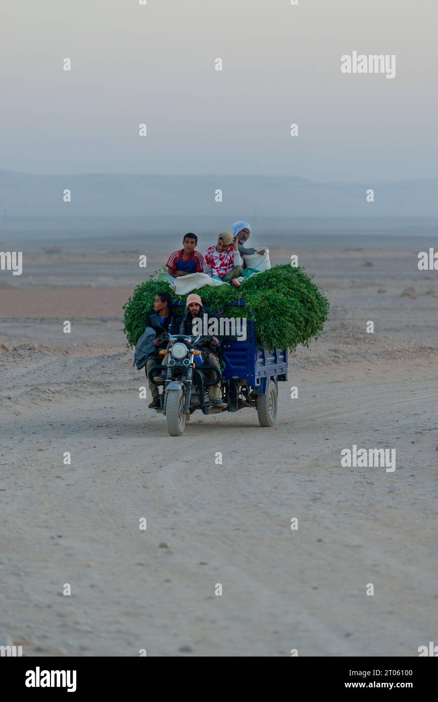 Farmers driving a three-wheeled vehicle full of alfalfa, Aswan, Egypt ...