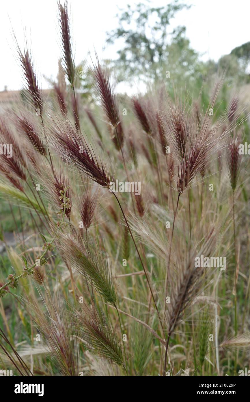 False barley hi-res stock photography and images - Alamy