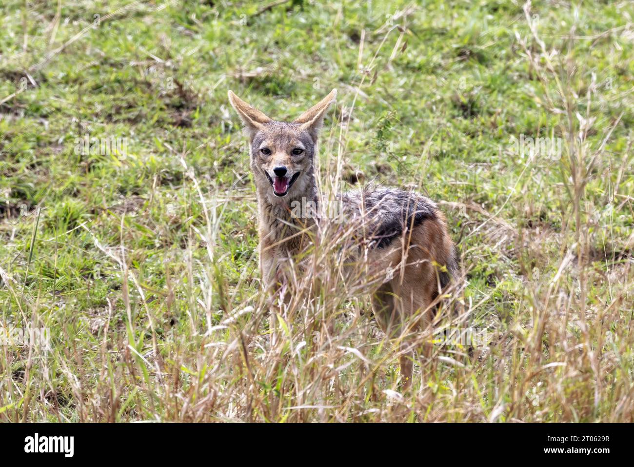Black-backed jackal, canis mesomelas, side view. Walking through the ...