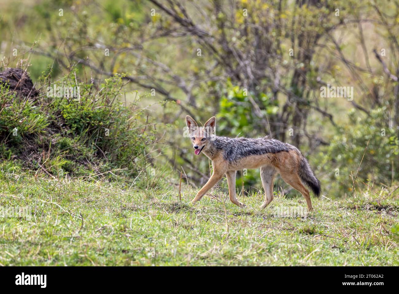 Black-backed jackal, canis mesomelas, side view. Walking through the bush in the Masai Mara ...