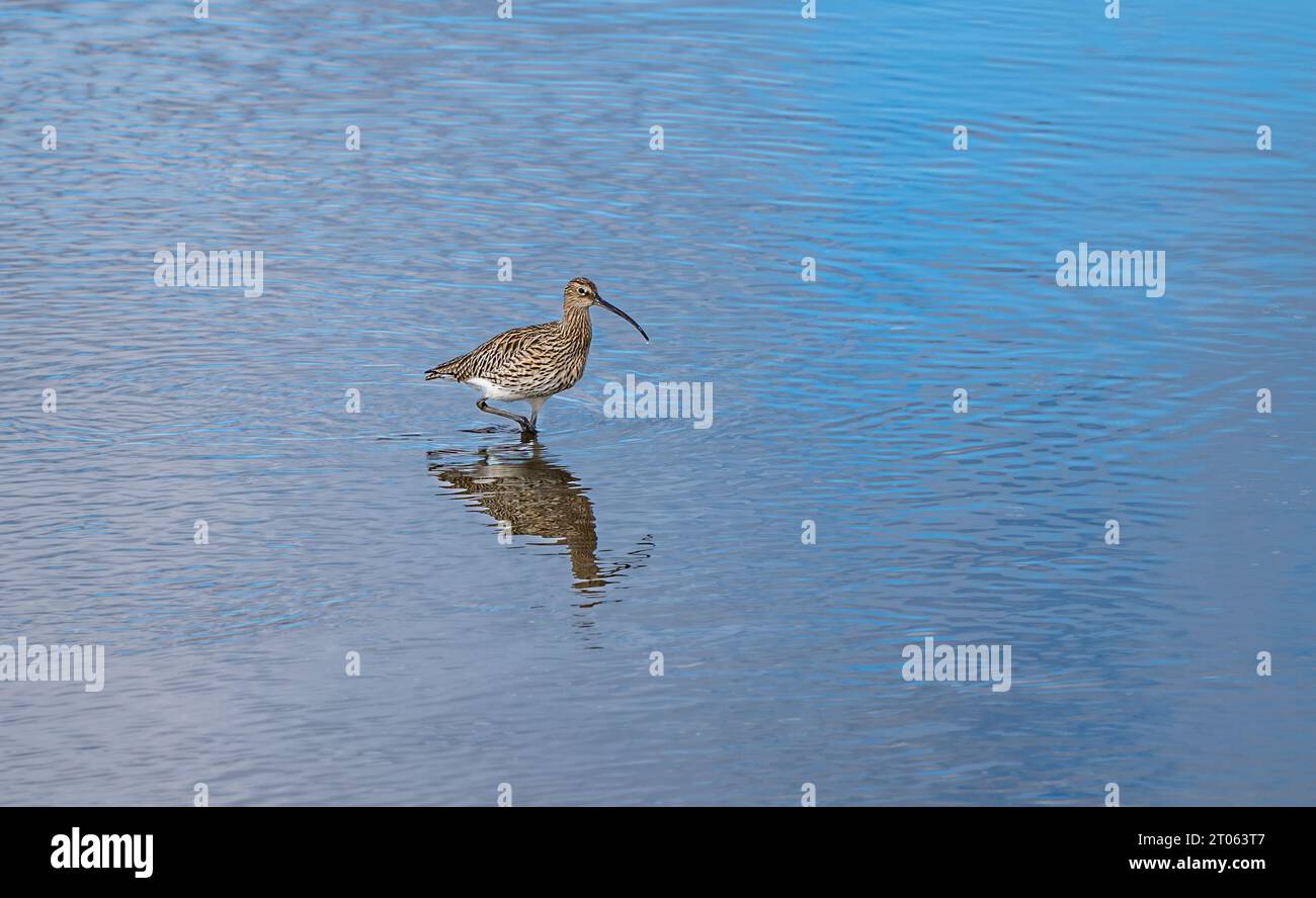 Curlew wading in water, Aberlady Bay nature reserve, East Lothian ...