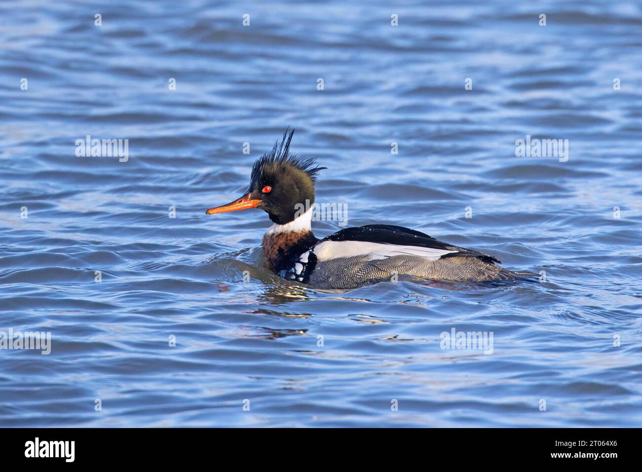 Red-breasted merganser (Mergus serrator) male swimming in sea in winter ...