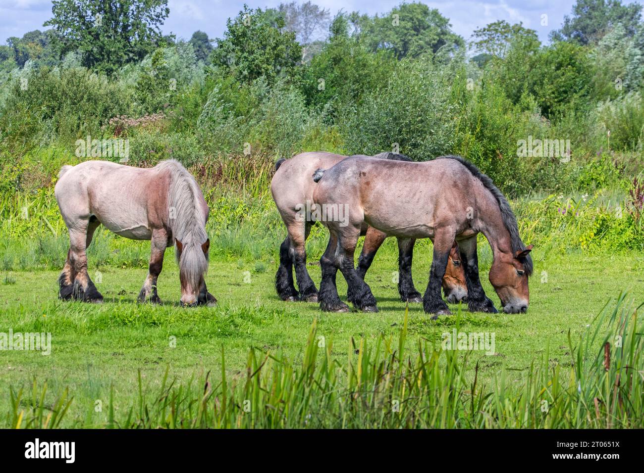 Belgian Draught horses / Belgisch Trekpaard / Trait belge grazing in ...
