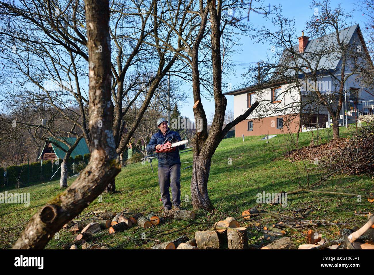 A gardener trims tree branches at heights using a chainsaw Stock Photo ...