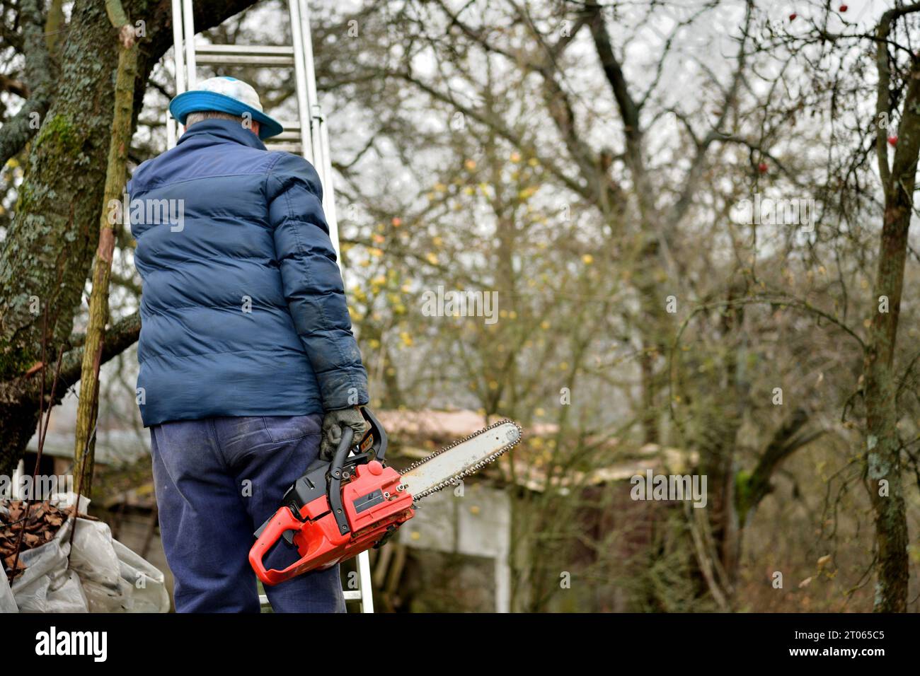 A gardener trims tree branches at heights using a chainsaw Stock Photo ...