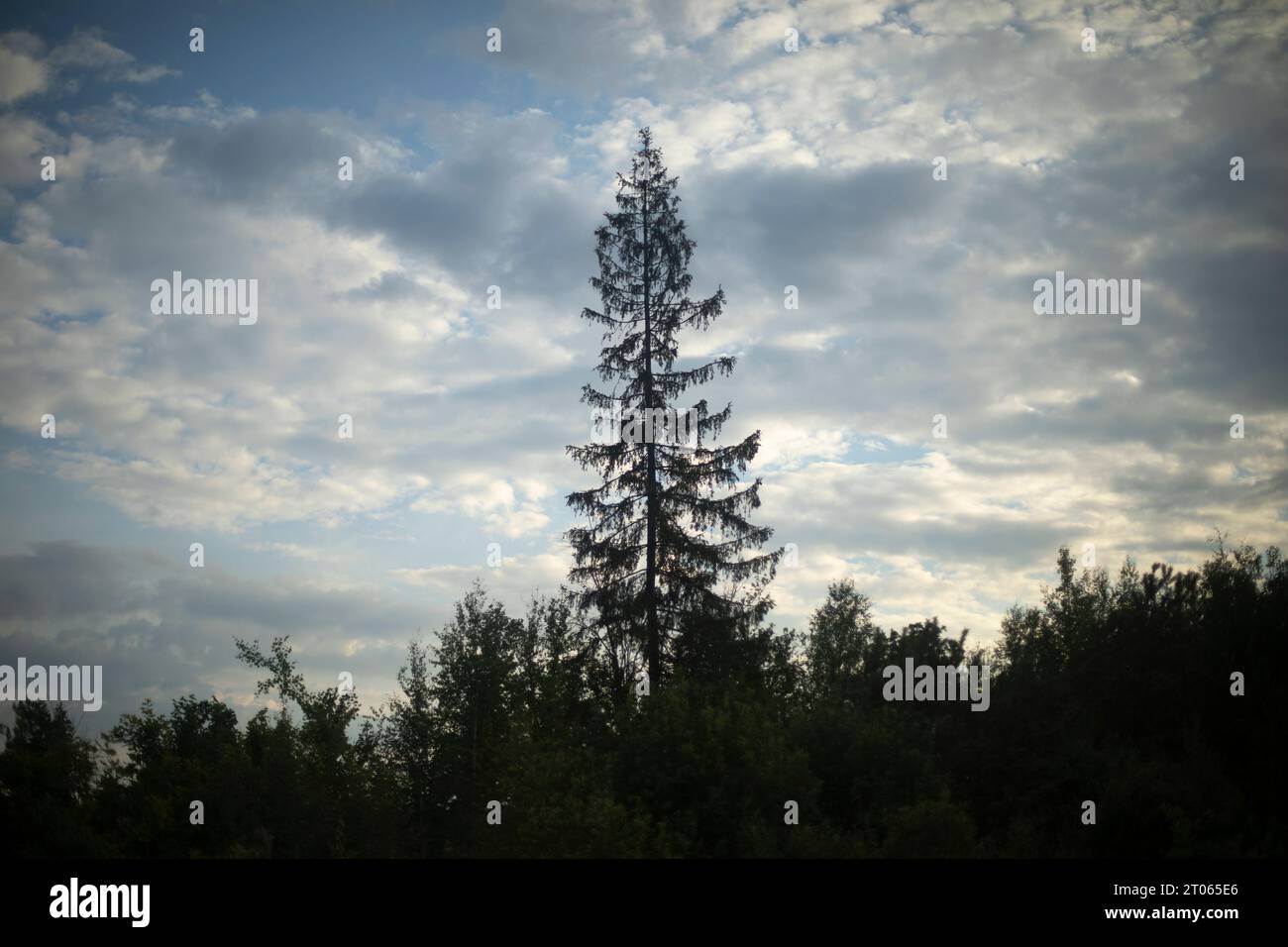 Tall spruce and sky. Forest silhouette. Lonely Tree. Old spruce Stock Photo - Alamy