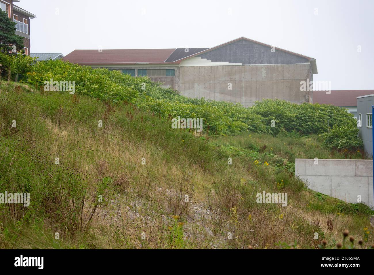 Japanese knotweed infestation by The Arche museum in St. Pierre, France ...