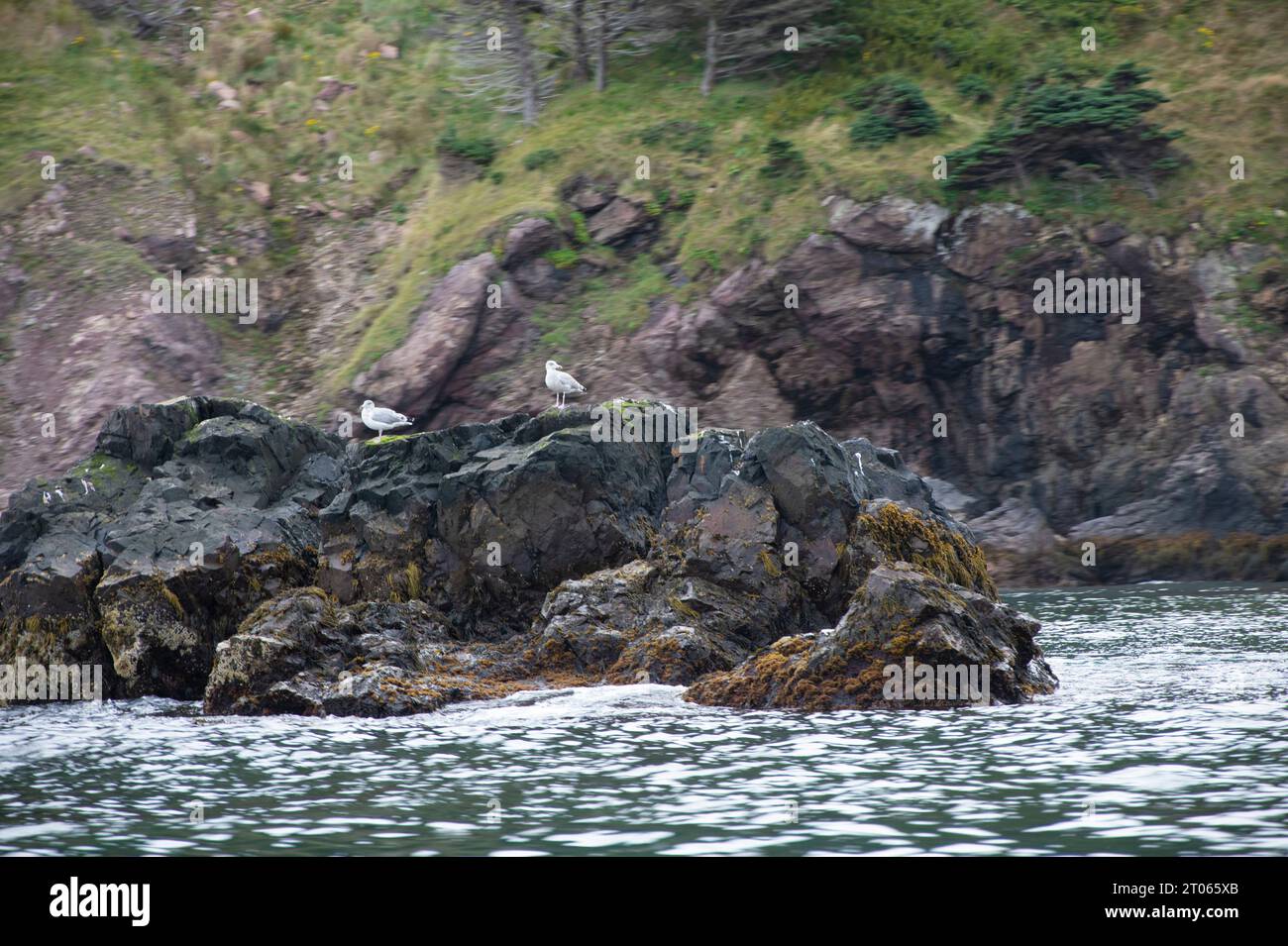 Langlade island in St. Pierre & Miquelon, France Stock Photo - Alamy