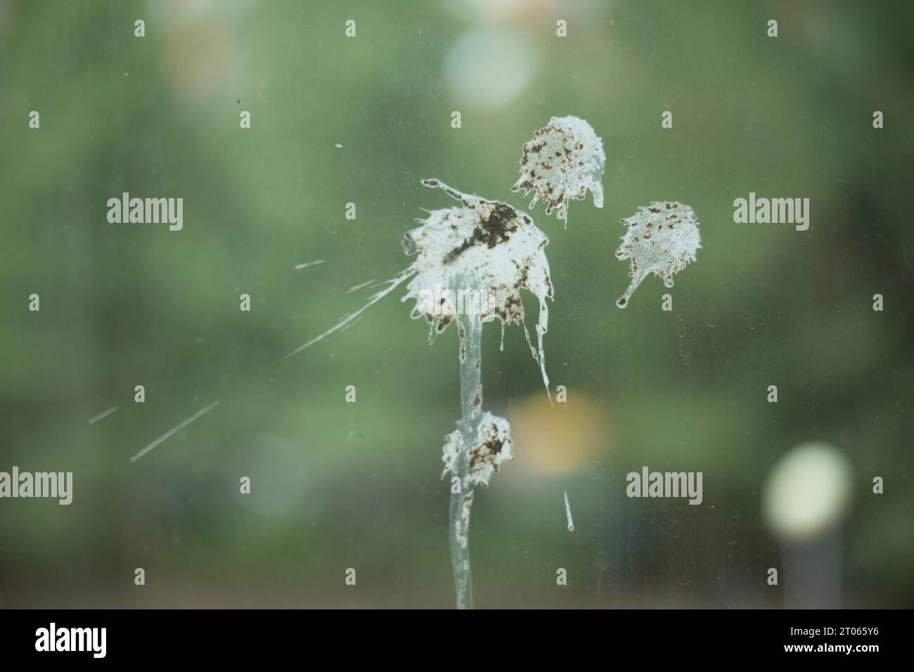 Bird droppings on glass. Dirt on window. Trace of bird droppings on ...