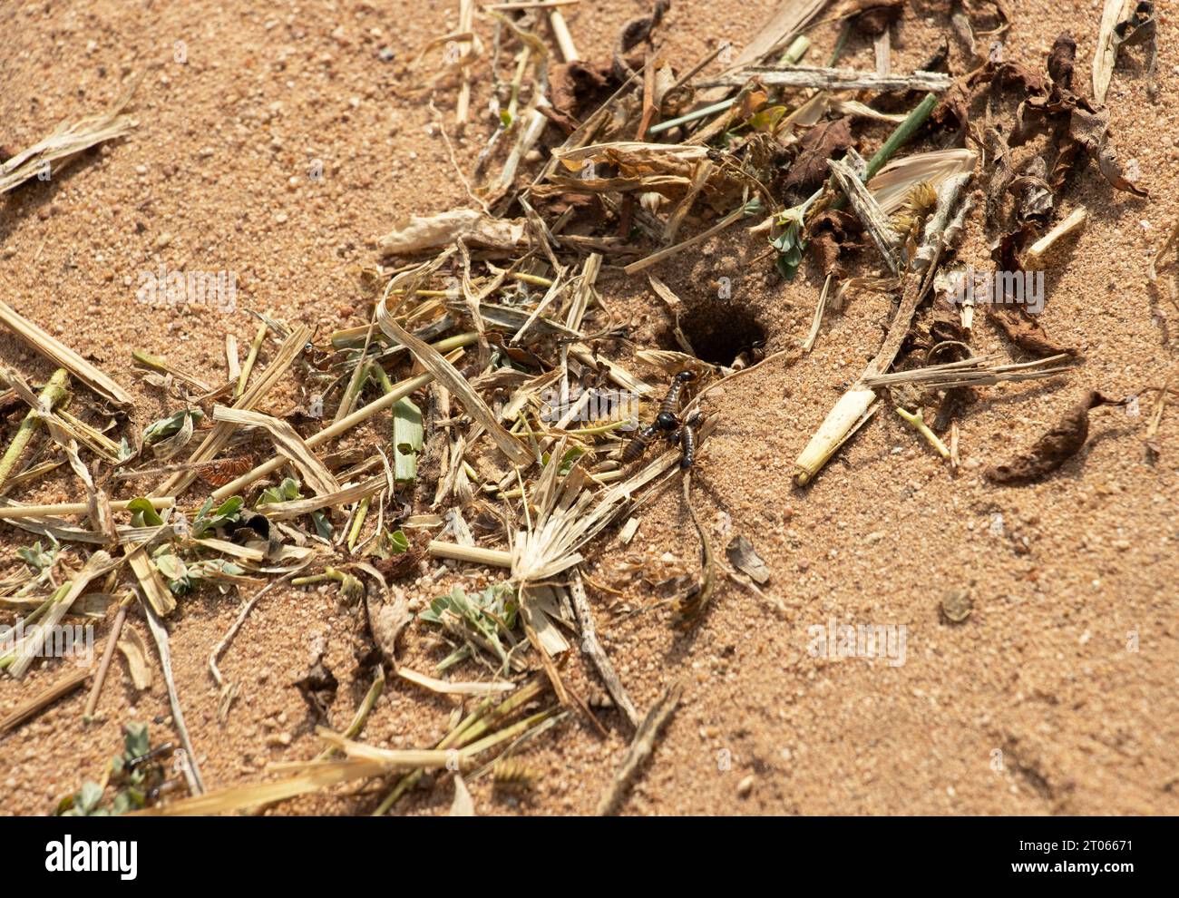 Worker termites leave segments of cut grass for other workers to carry ...