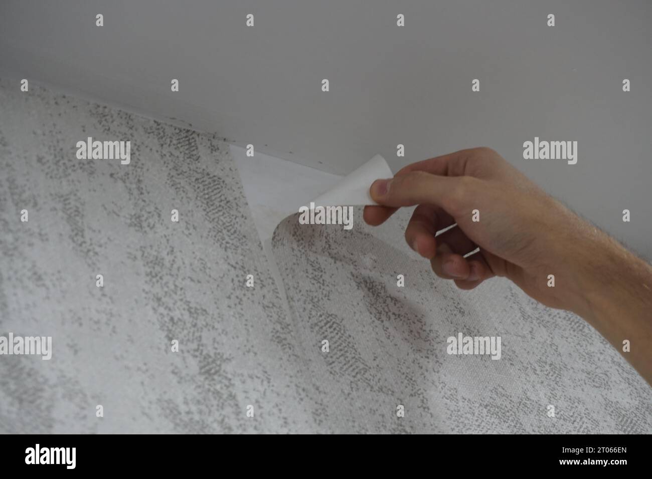Removing wallpaper manually. Removing wallpaper to renew Stock Photo ...