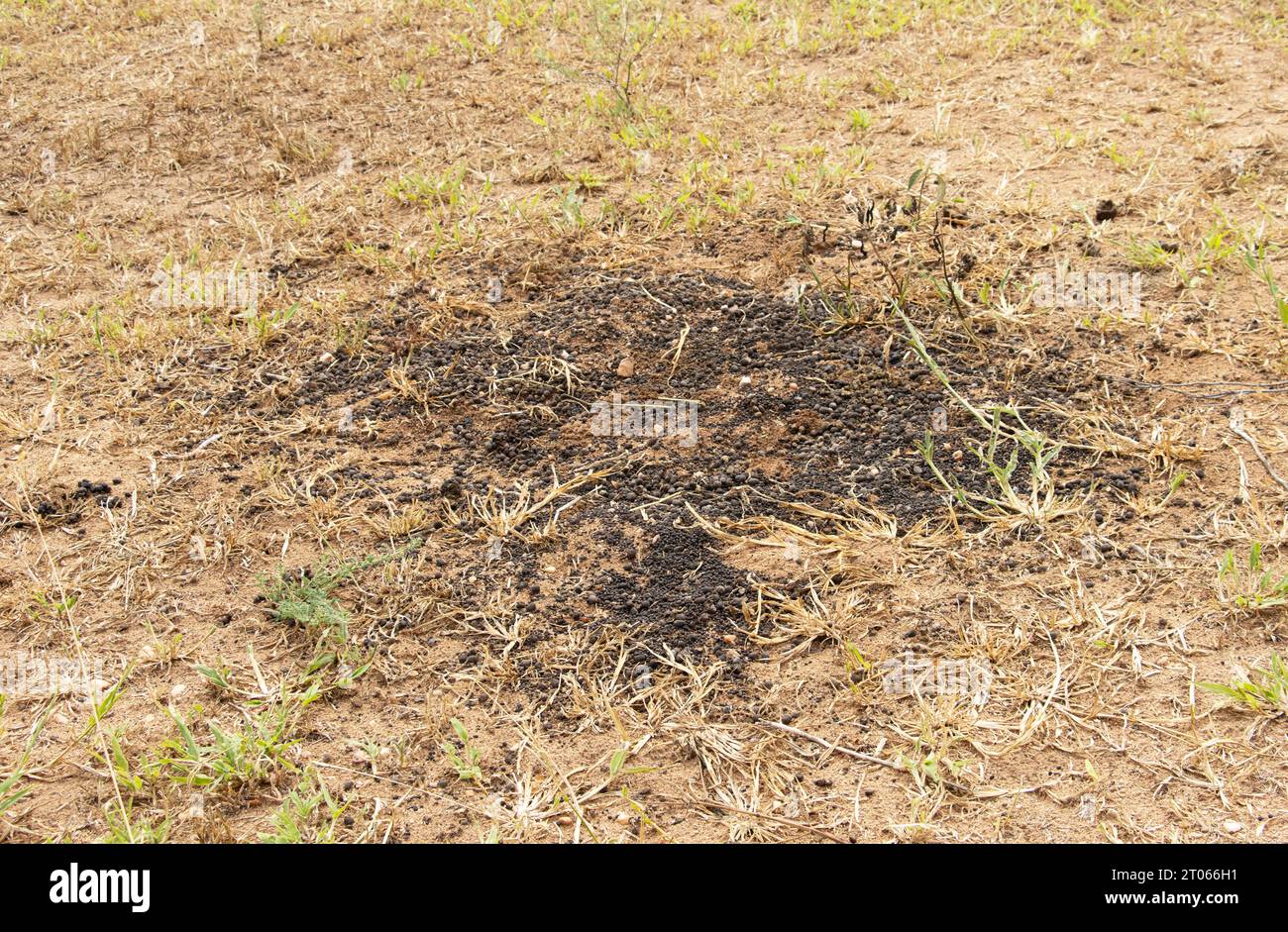 Communal scent hi-res stock photography and images - Alamy