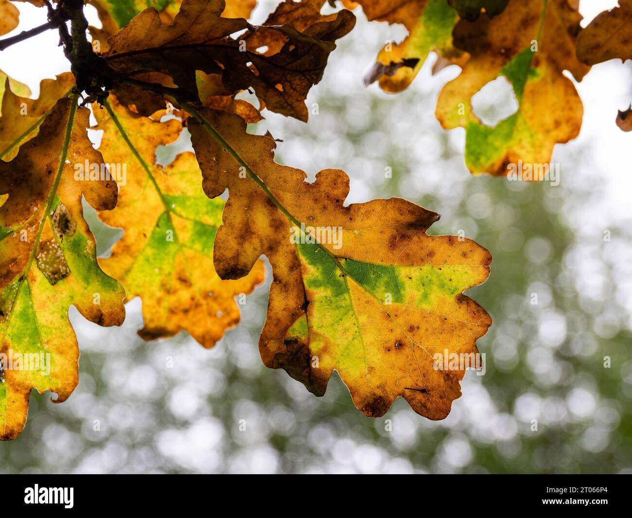 closeup of golden autumn colored oak tree leaves Stock Photo - Alamy