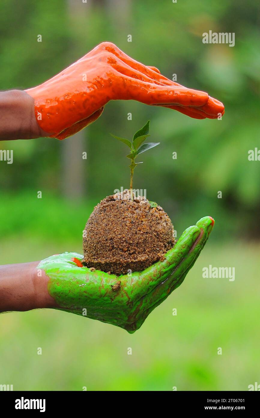 Two hands holding a tender plant Stock Photo - Alamy