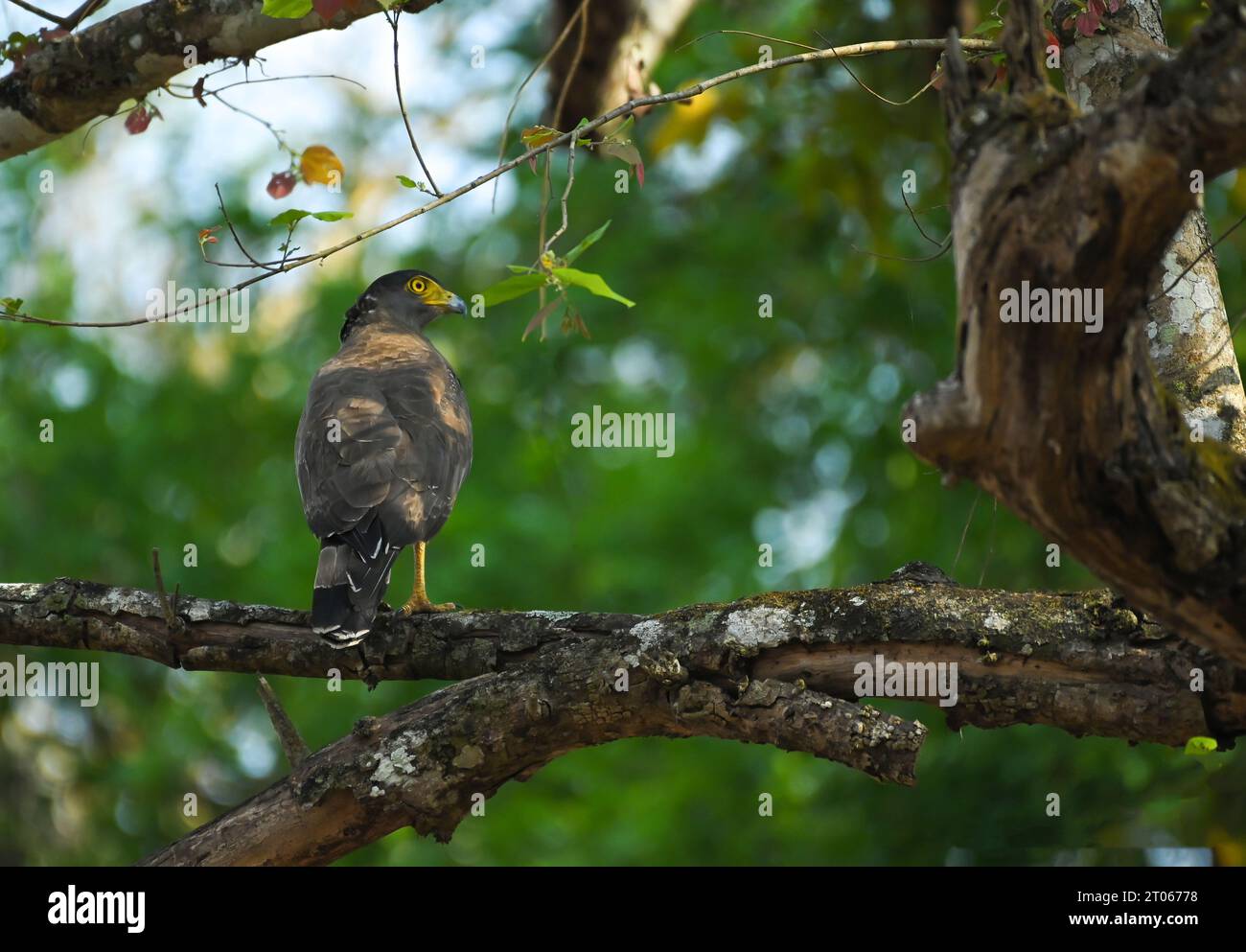 Crested serpent eagle at kabani forest Stock Photo - Alamy
