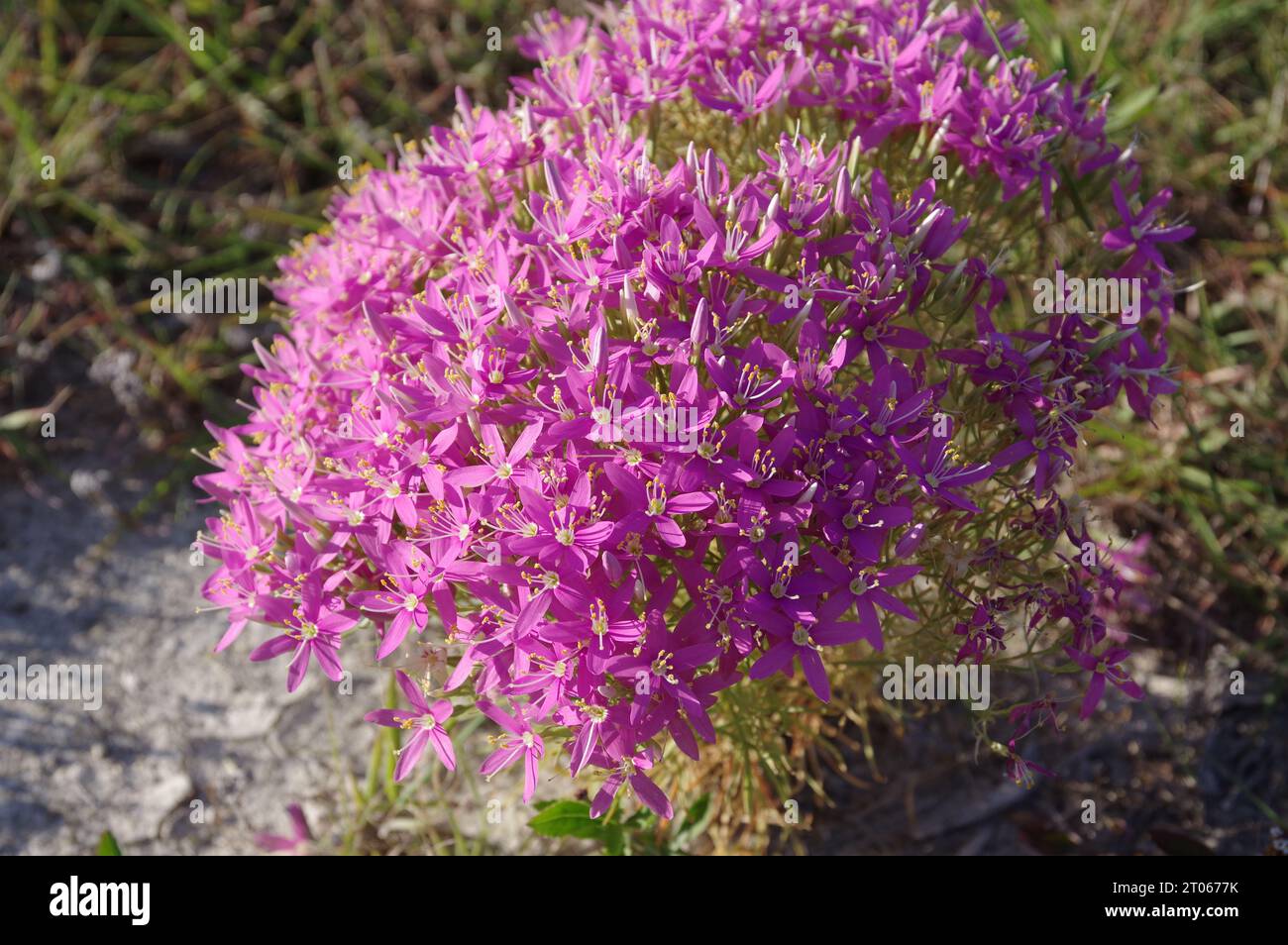 Purple Flowers in Oatmeal, Texas Stock Photo - Alamy