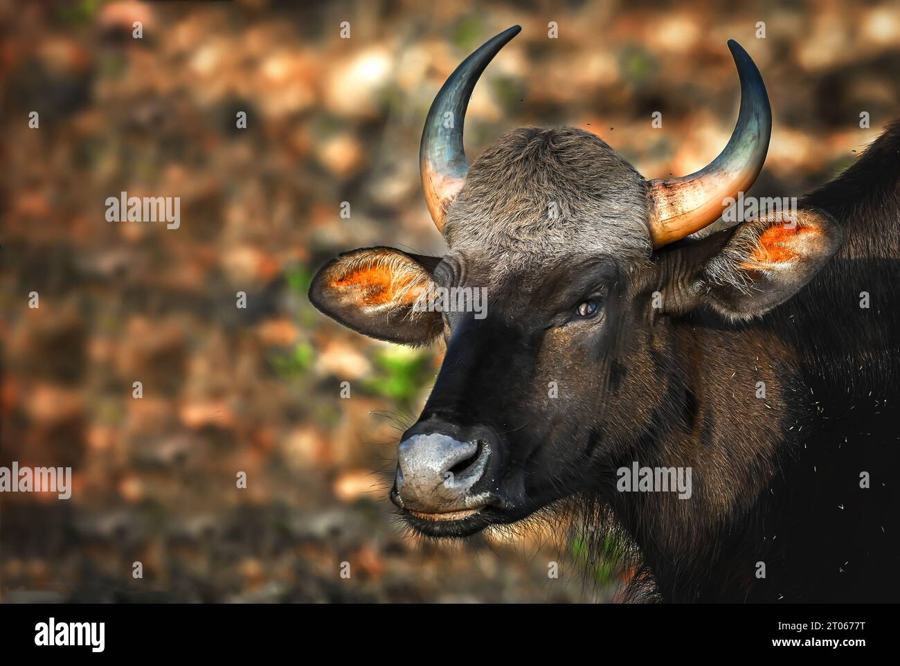 Gaur behavior hi-res stock photography and images - Alamy