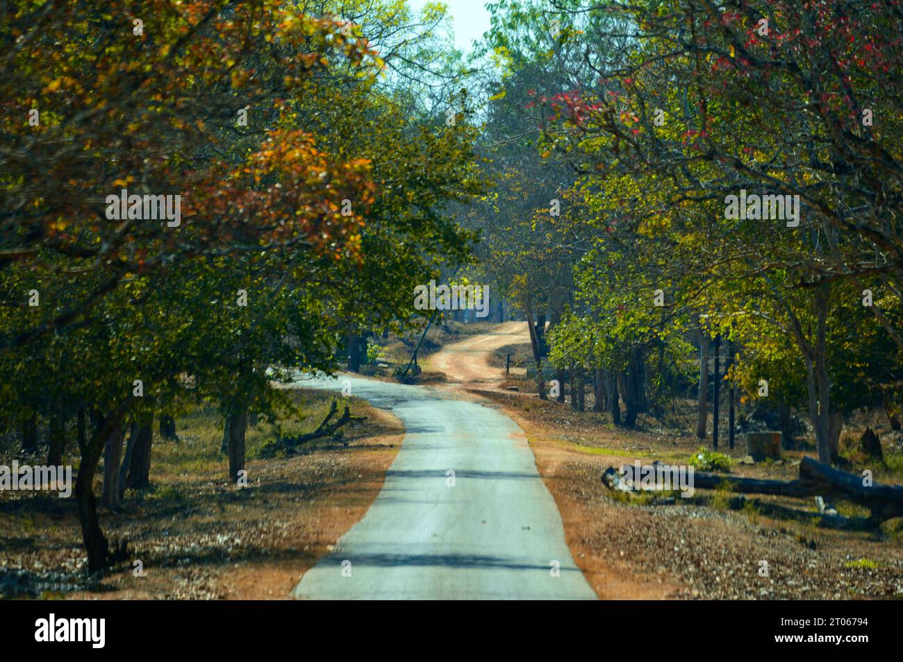 Beautiful view of forest roads Stock Photo - Alamy