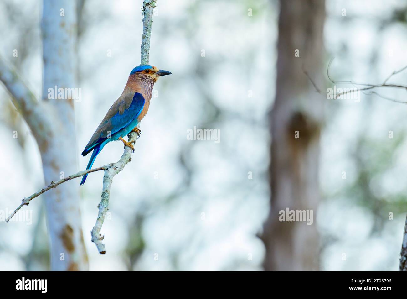 Indian roller resting on a perch at Kabani wild life sanctuary Stock ...