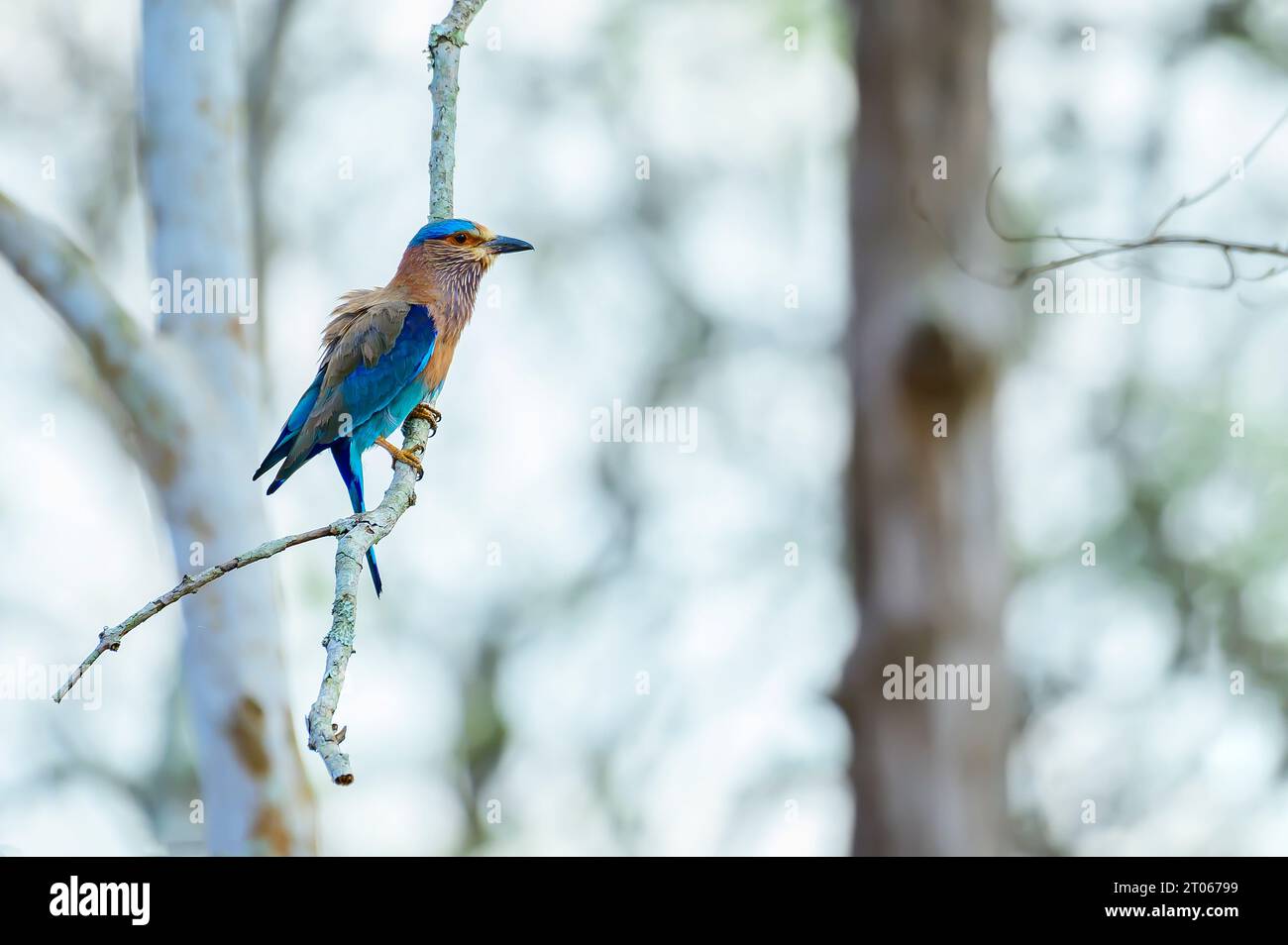 Indian roller resting on a perch at Kabani wild life sanctuary Stock ...
