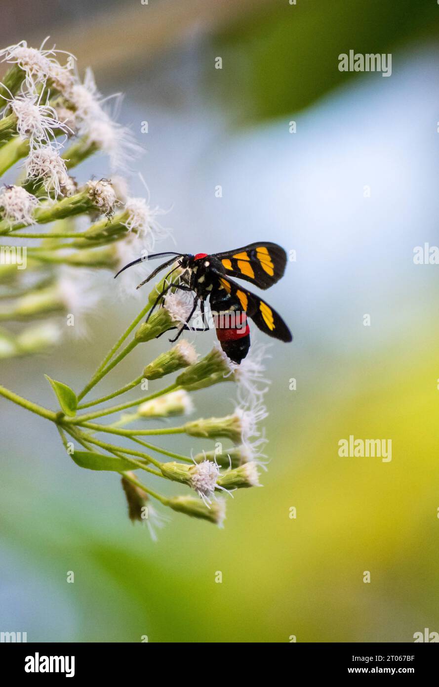 Yellow and black bug hi-res stock photography and images - Alamy