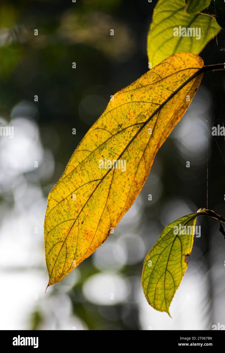 Light yellow leaf hi-res stock photography and images - Alamy