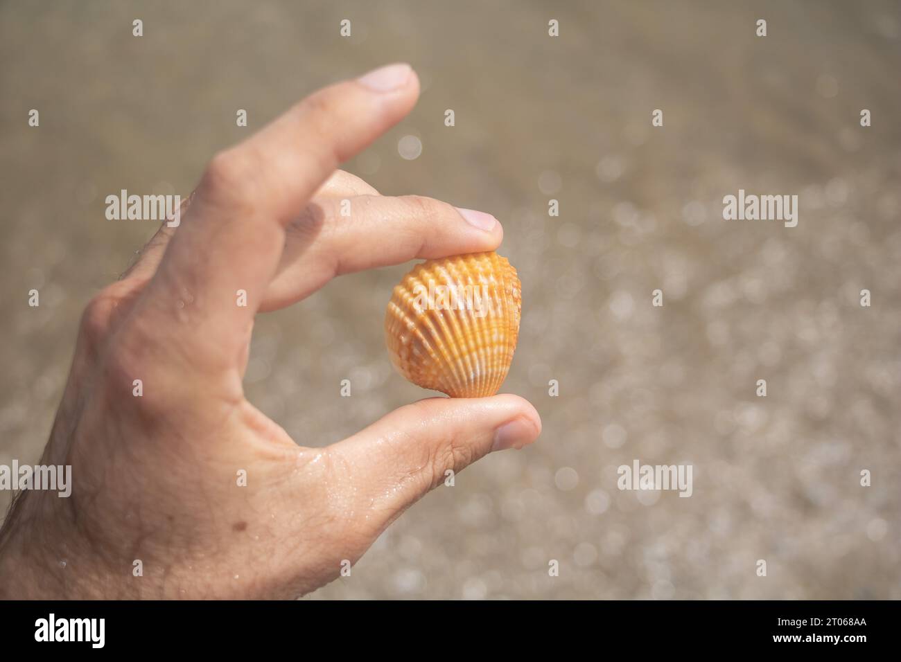 Hand holding seashell in nature hi-res stock photography and images - Alamy