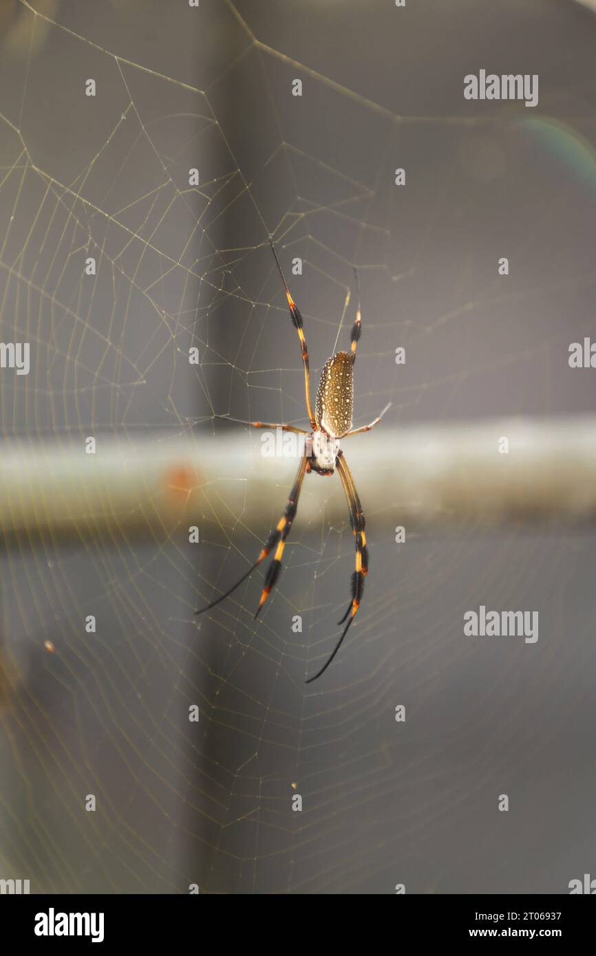 Golden silk spider Stock Photo - Alamy