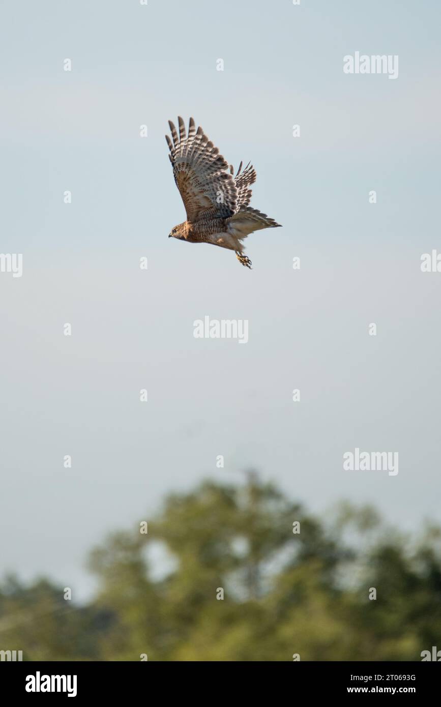 Red-shouldered Hawk rests on an old power pole before flying off into ...