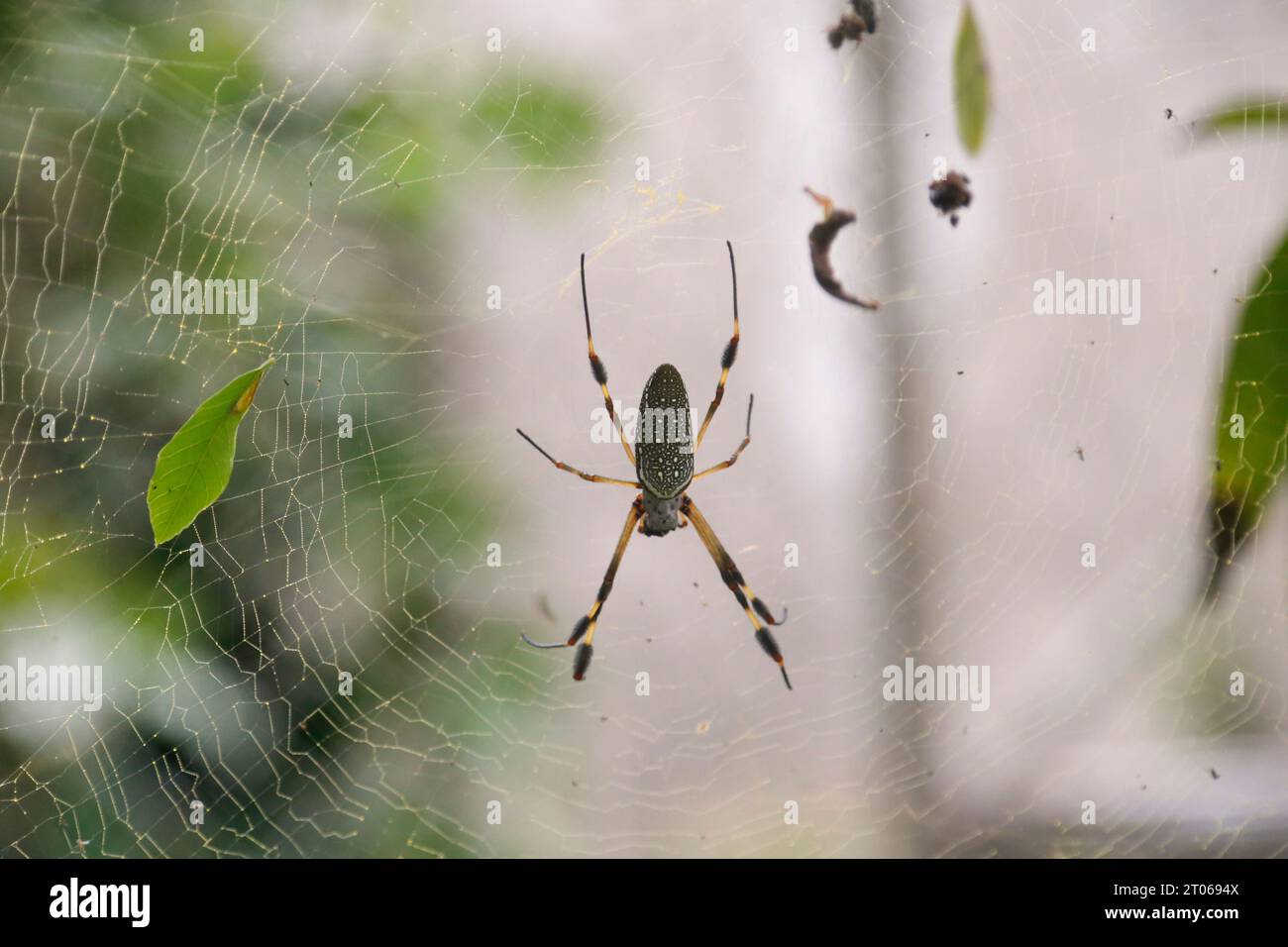 Golden silk spider Stock Photo - Alamy