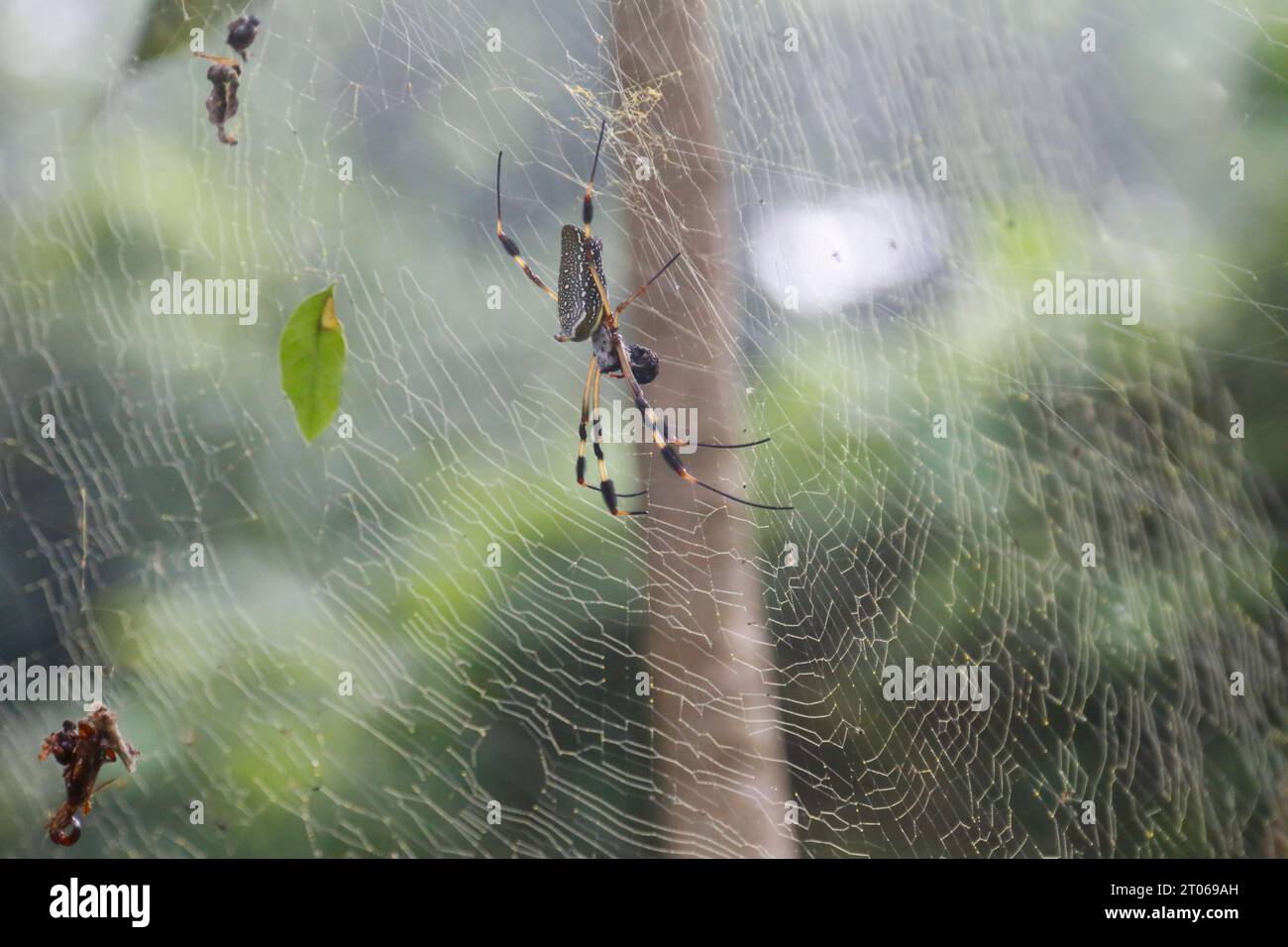 Golden silk spider Stock Photo - Alamy