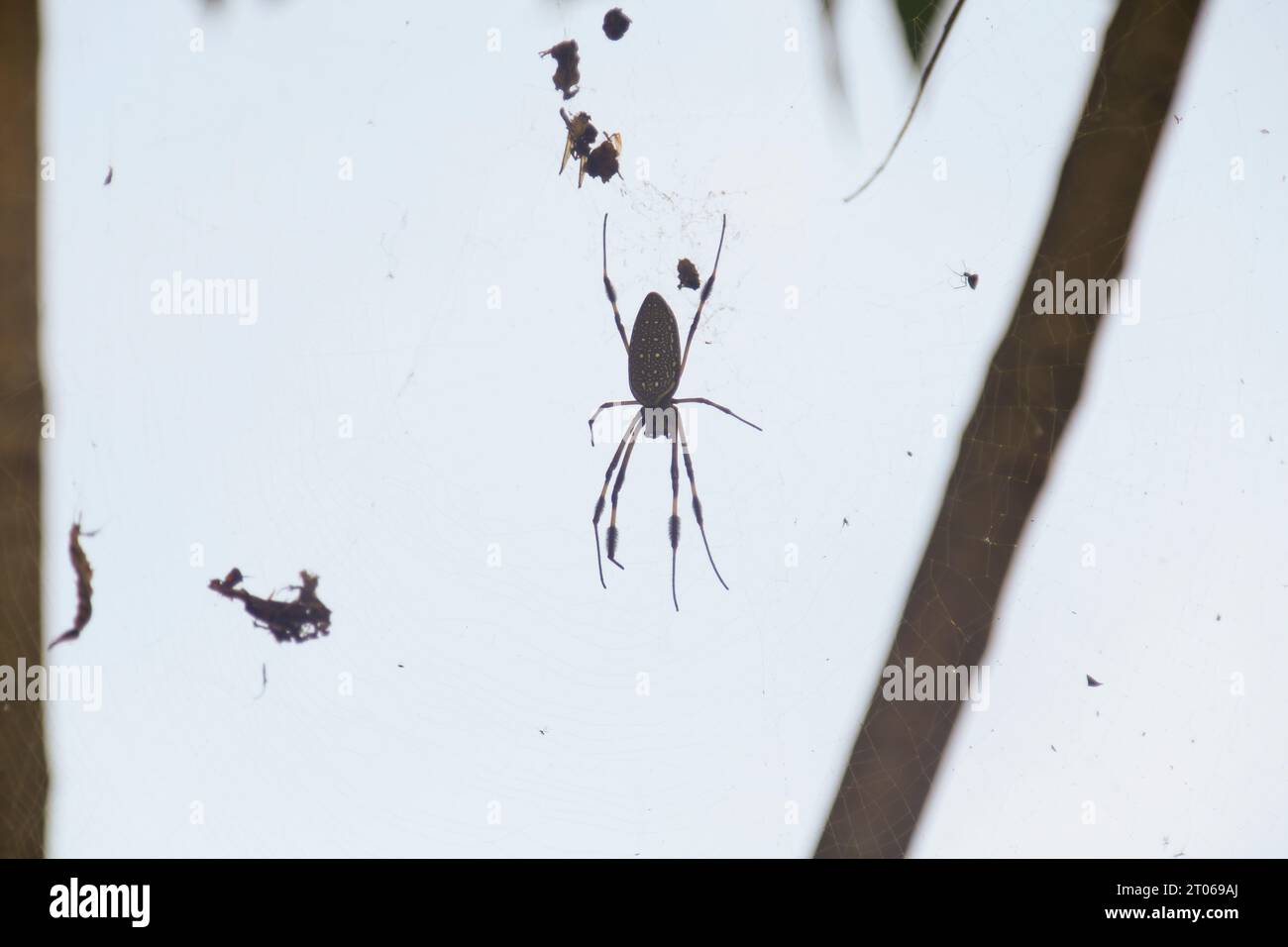 Golden silk spider Stock Photo - Alamy