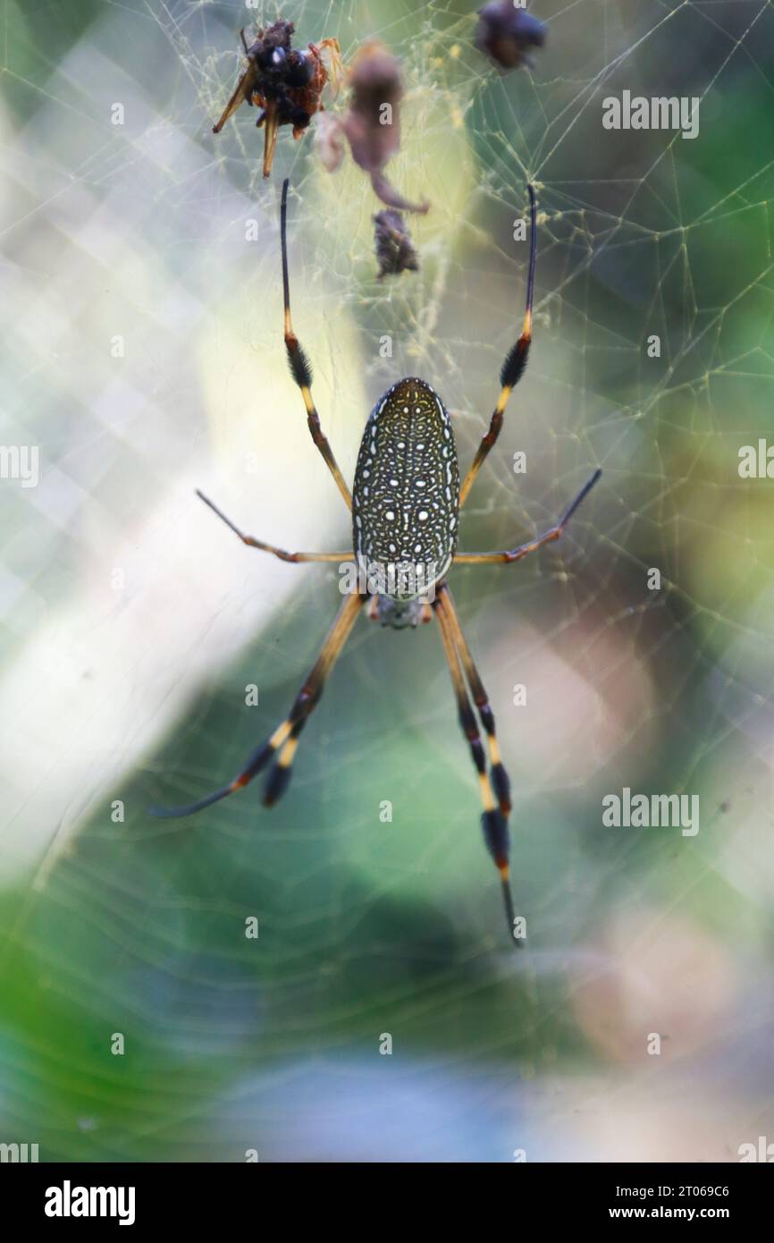 Golden silk spider Stock Photo - Alamy