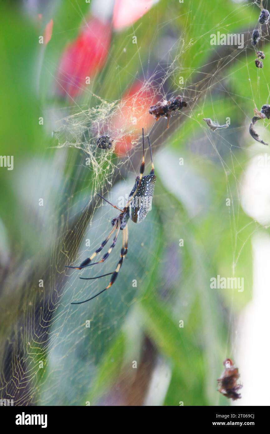 Golden orb spider trichonephila clavipes hi-res stock photography and ...